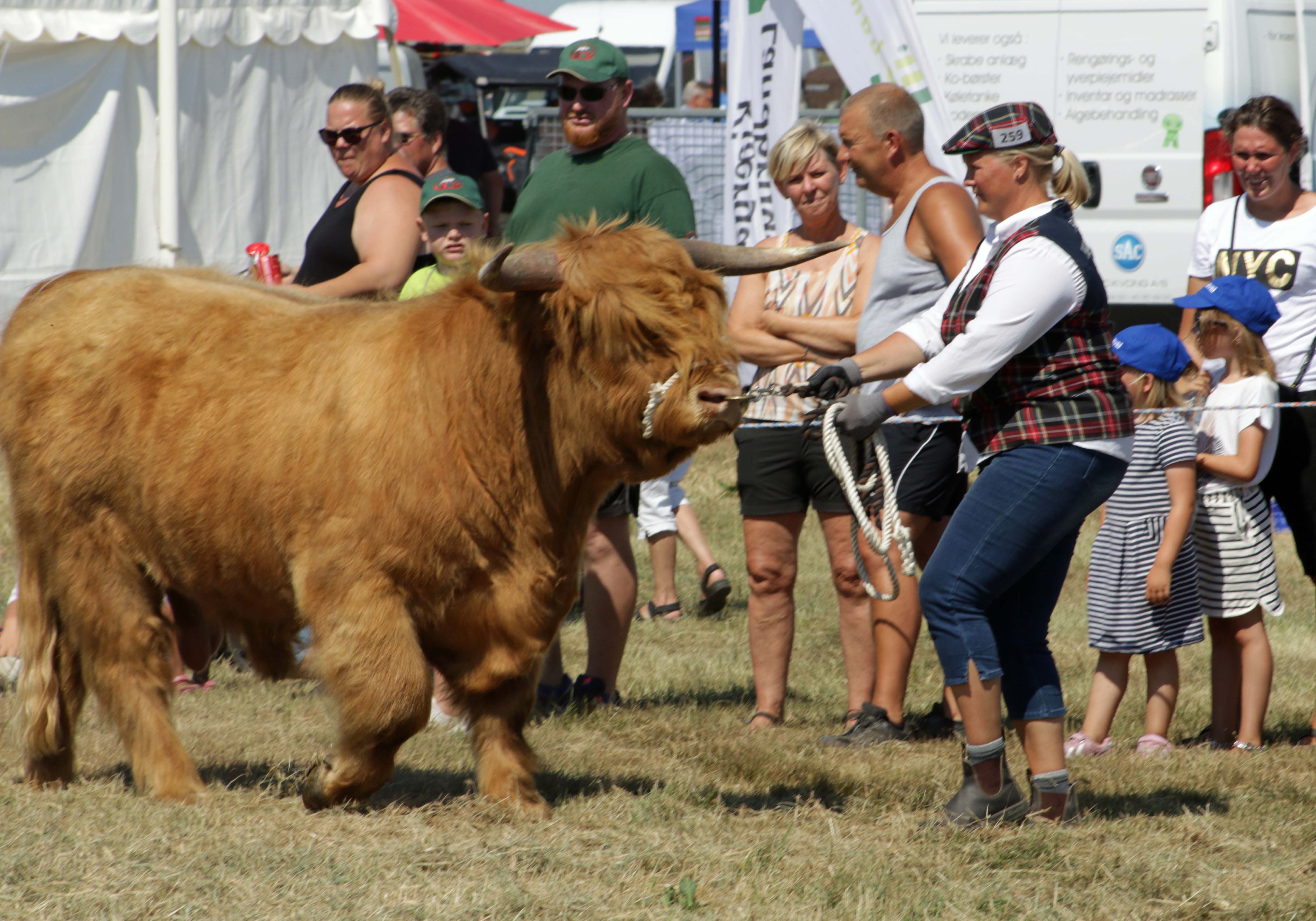 002 Skotsk højland trækkes - Ryk Ind