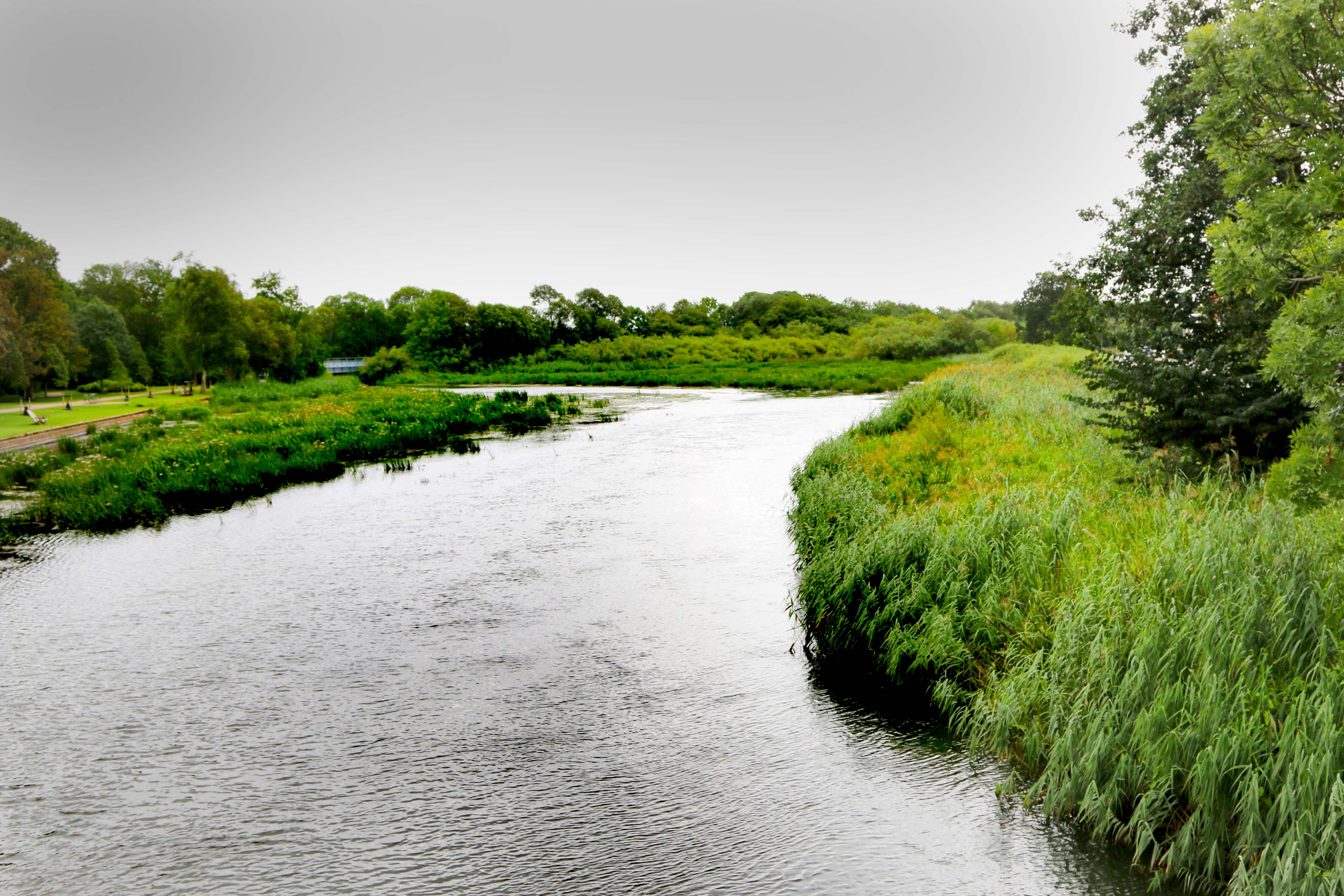 Nu skal der holdes øje med kultursvampen under Ribe - Ryk Ind