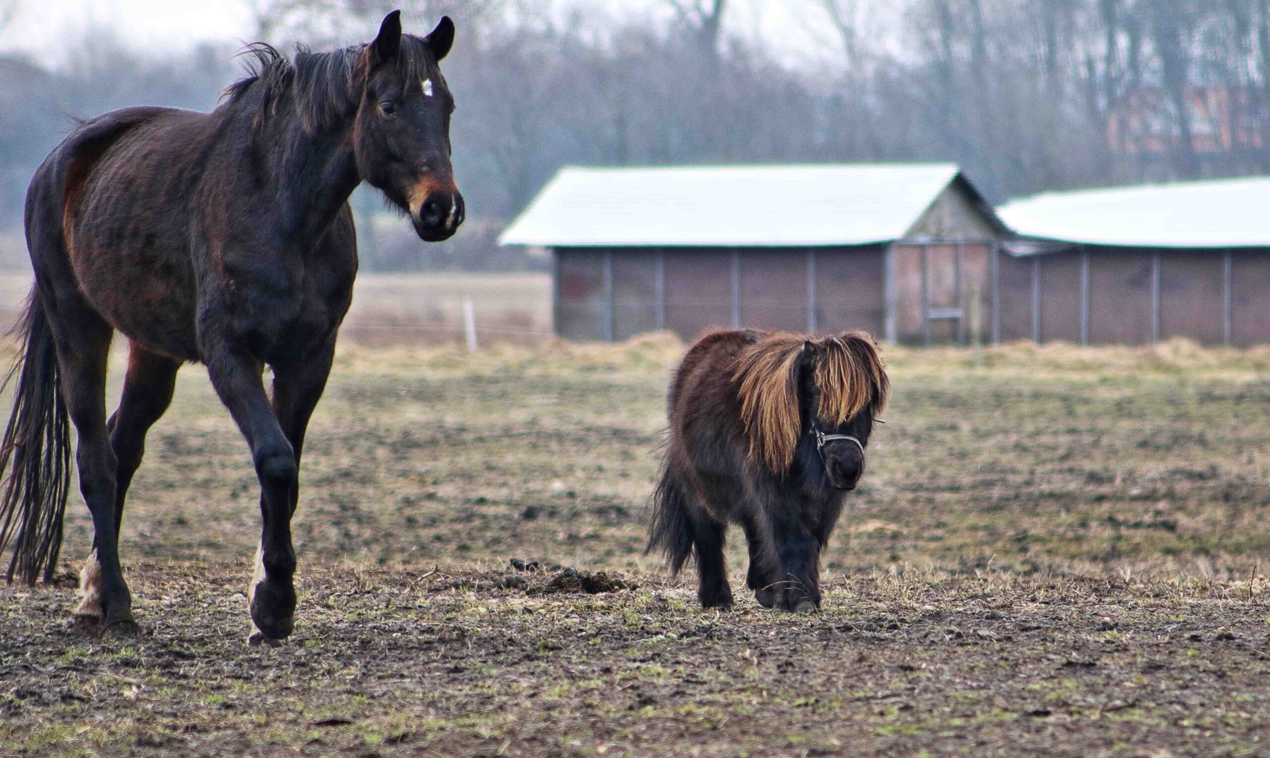 006 sorte hest - Ryk Ind