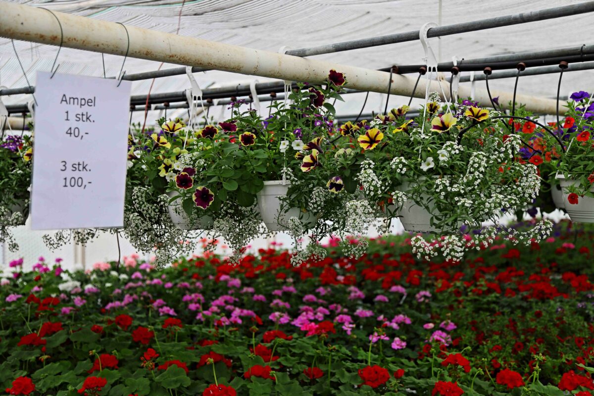 Drivhusene er fyldt på Gartneriet - blomster, ampler, sukkulenter og ...