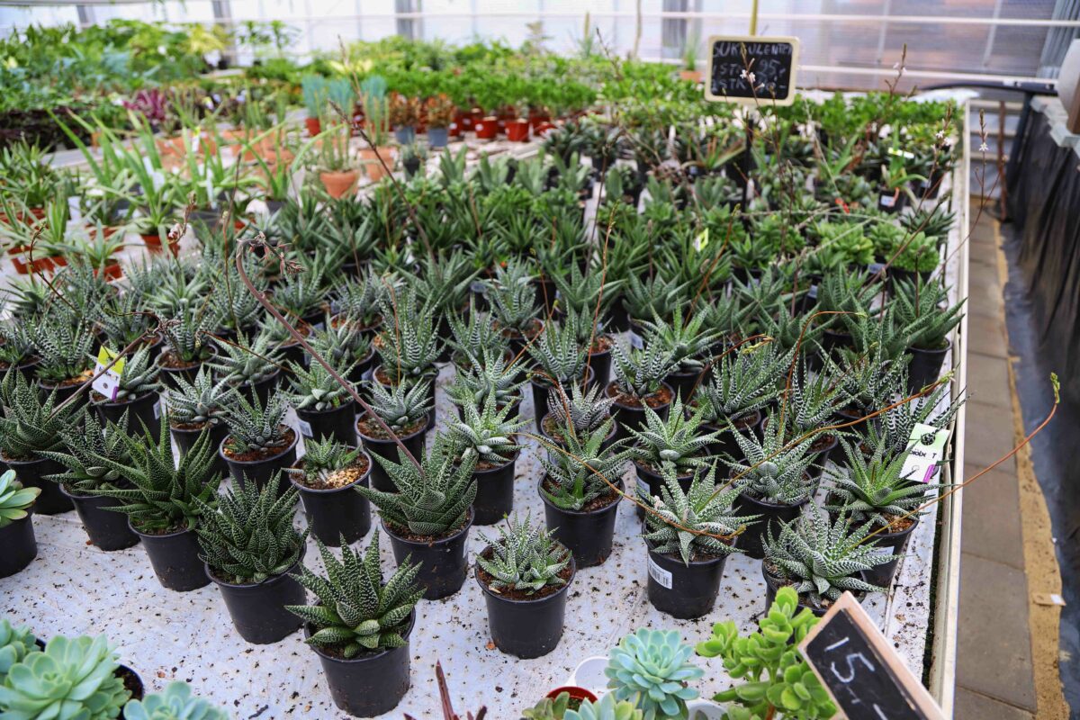 Drivhusene er fyldt på Gartneriet - blomster, ampler, sukkulenter og ...