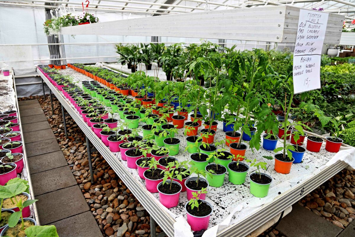 Drivhusene er fyldt på Gartneriet - blomster, ampler, sukkulenter og ...