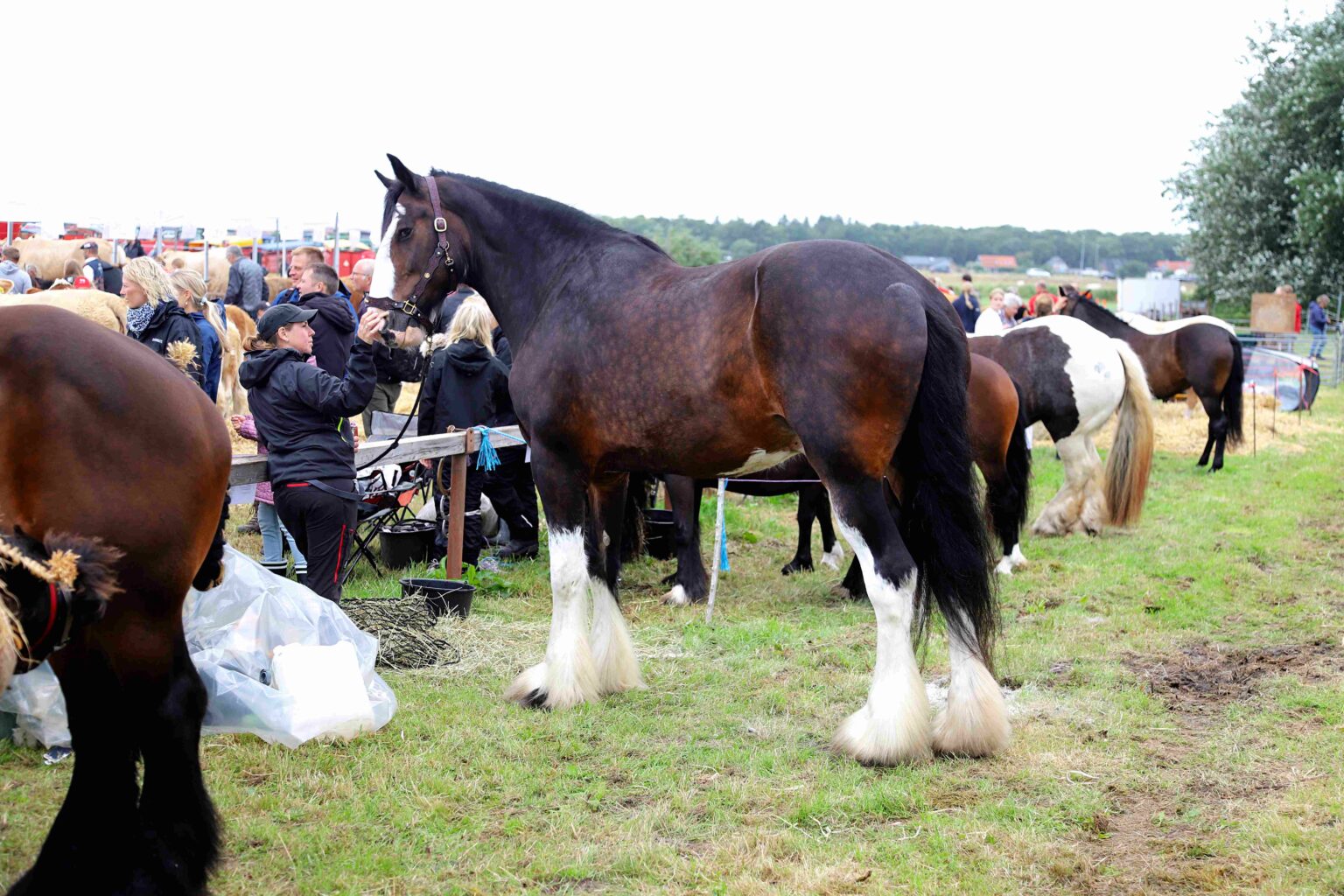 Alle ville hen og se Danmarks største hest - Shire vallakken Goldstone ...