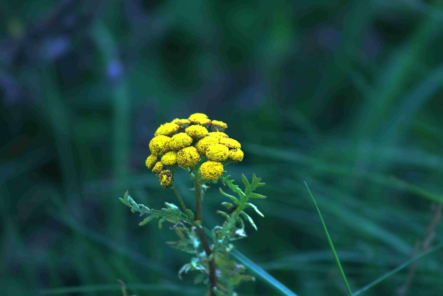 gul blomst - Ryk Ind