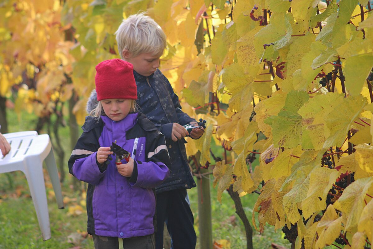 Børnebørn kom morfar til hjælp på Farmen, hvor de blå vindruer skulle ...