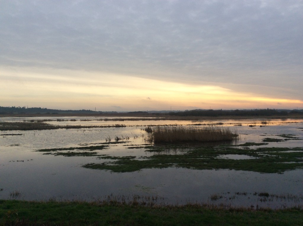 Sorte og hvide svaner kan også ses på engen ved Nipsvej - Ryk Ind